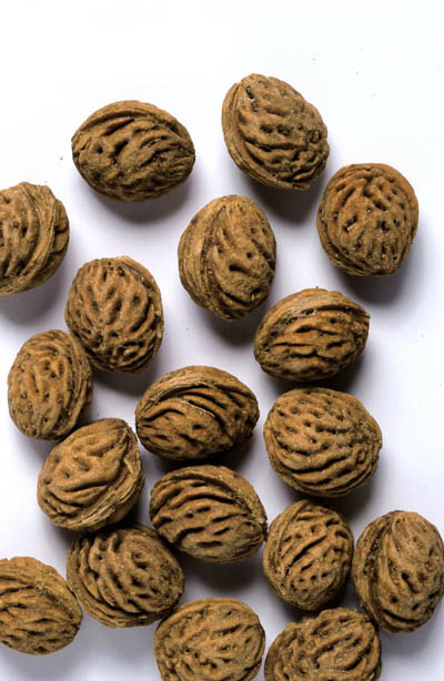 Prunus Persica Seed